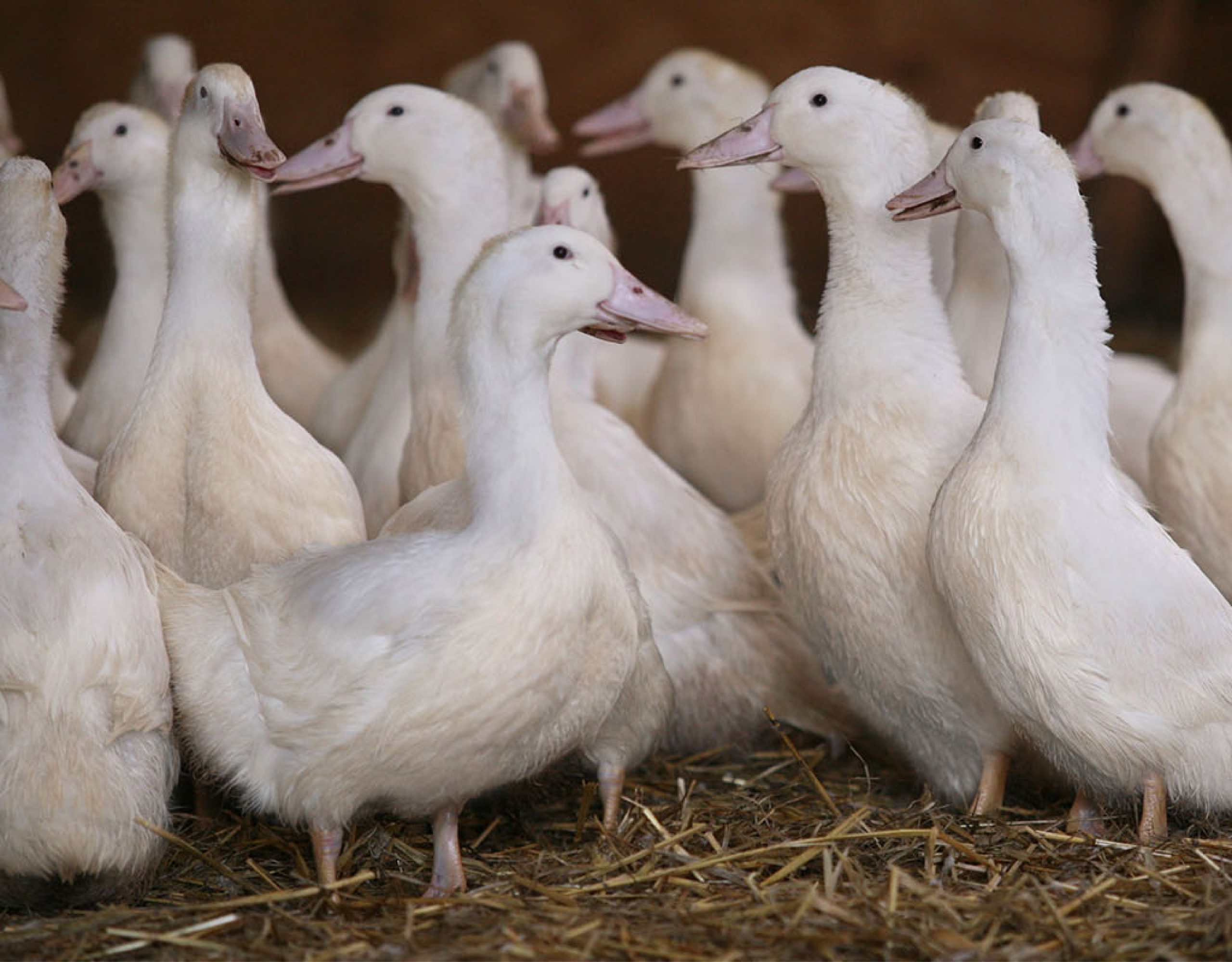 Gressingham Foods - Norfolk Food Hall
